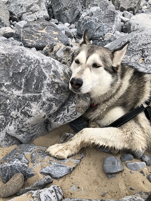 The Dog Blog - Pendine sands - The Falcondale